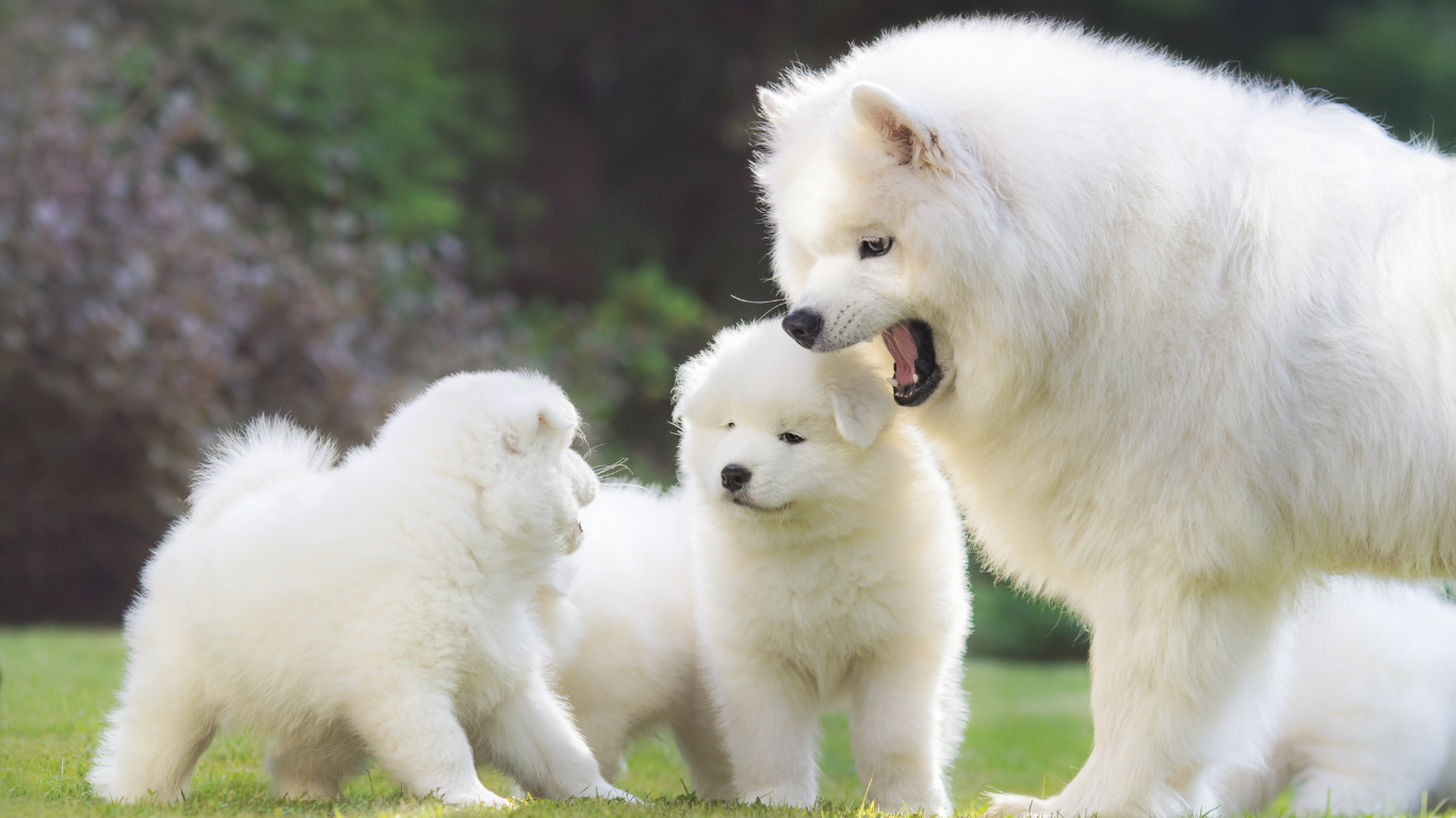 EasySires, prodotti e servizi per l'allevatore cinofilo